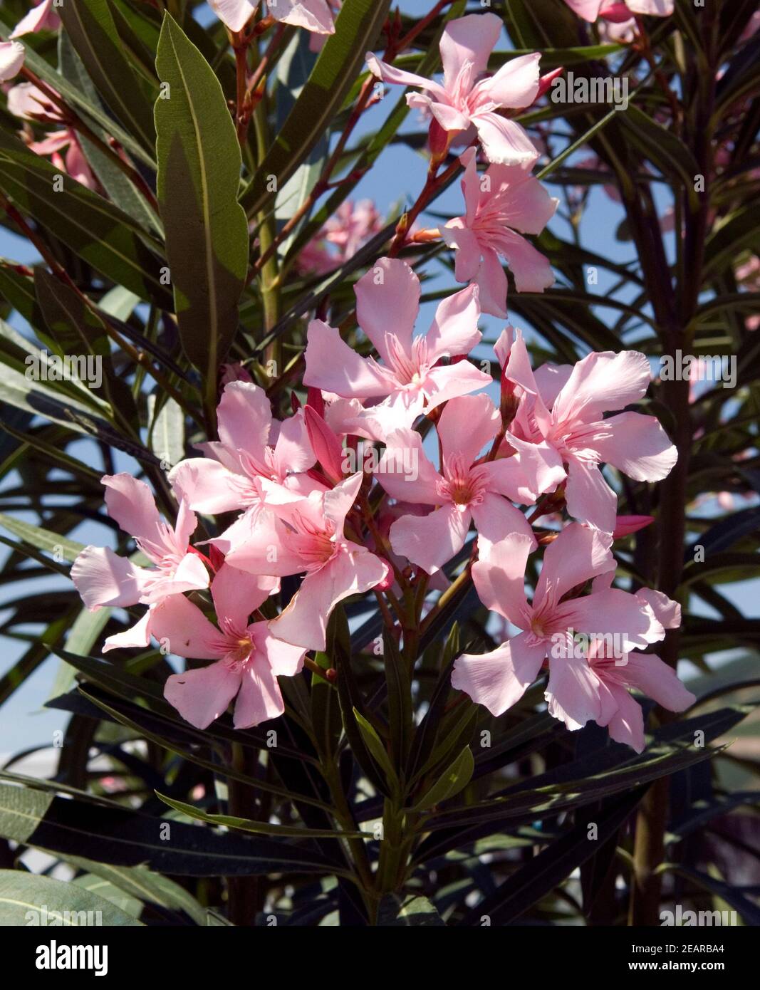 Heilkra utergarten hi-res stock photography and images - Alamy