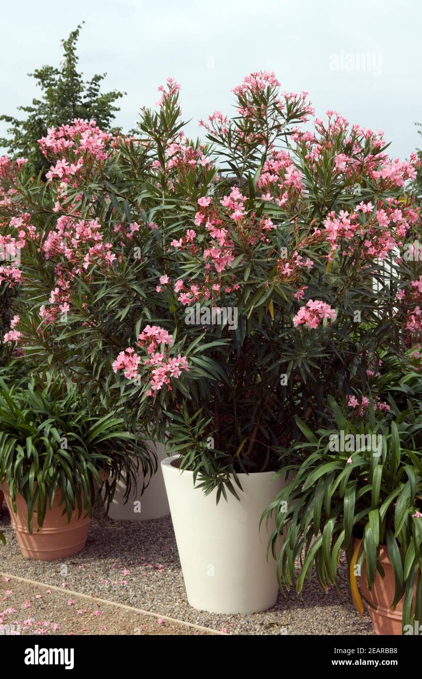 Oleanderbusch hi-res stock photography and images - Alamy