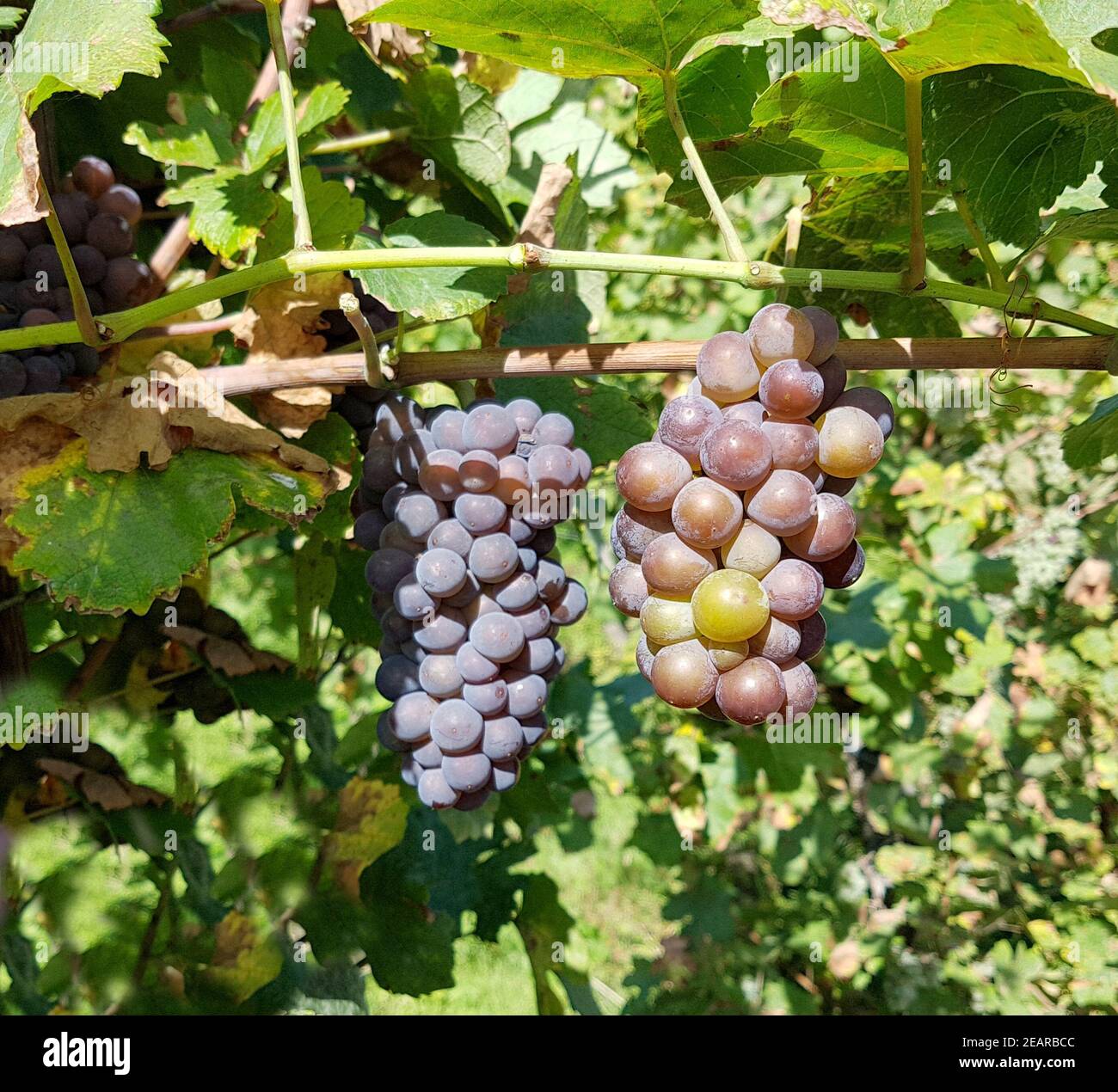 Beerenobst hi-res stock photography and images - Alamy