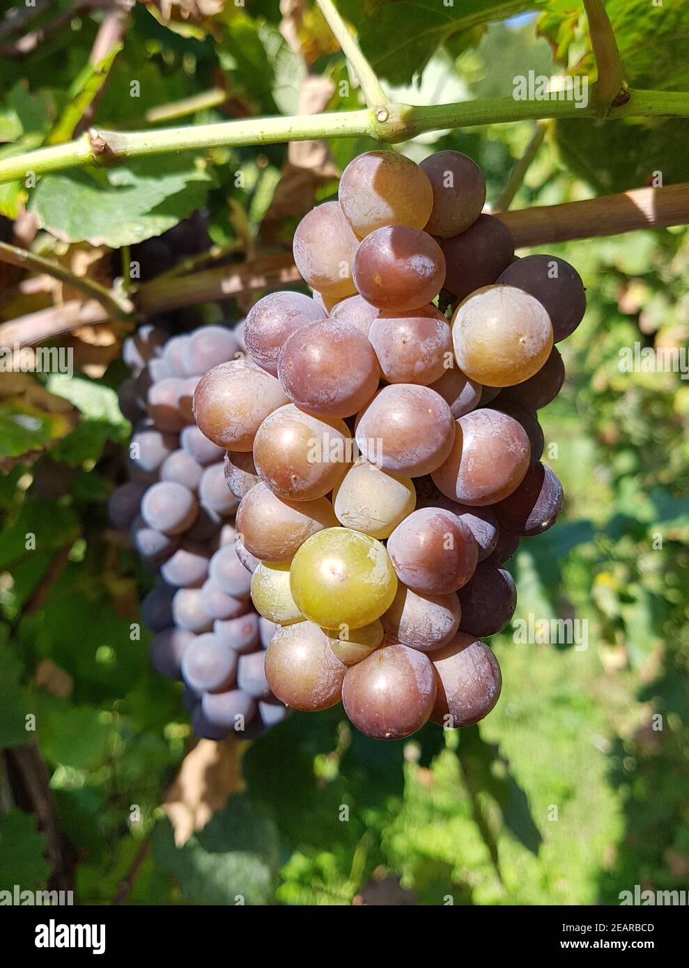 Weinbeeren hi-res stock photography and images - Alamy