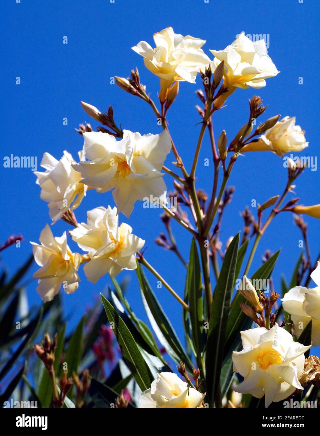 Gelber blumentopf hi-res stock photography and images - Alamy
