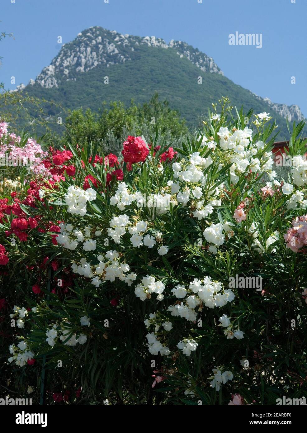 Nerium oleander alsace hi-res stock photography and images - Alamy