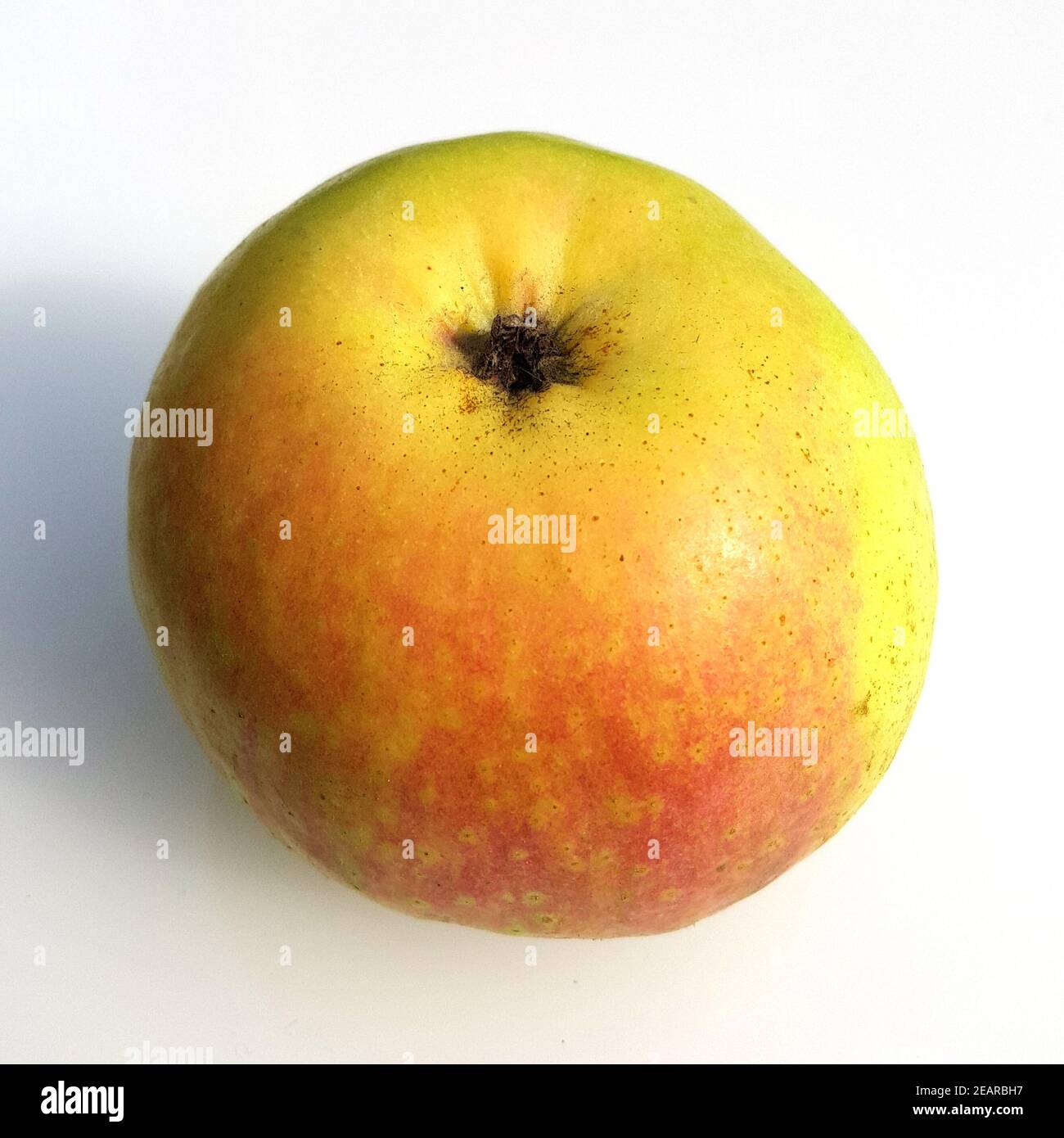 Ontario, Alte Apfelsorten, Apfel, Malus, domestica Stock Photo - Alamy