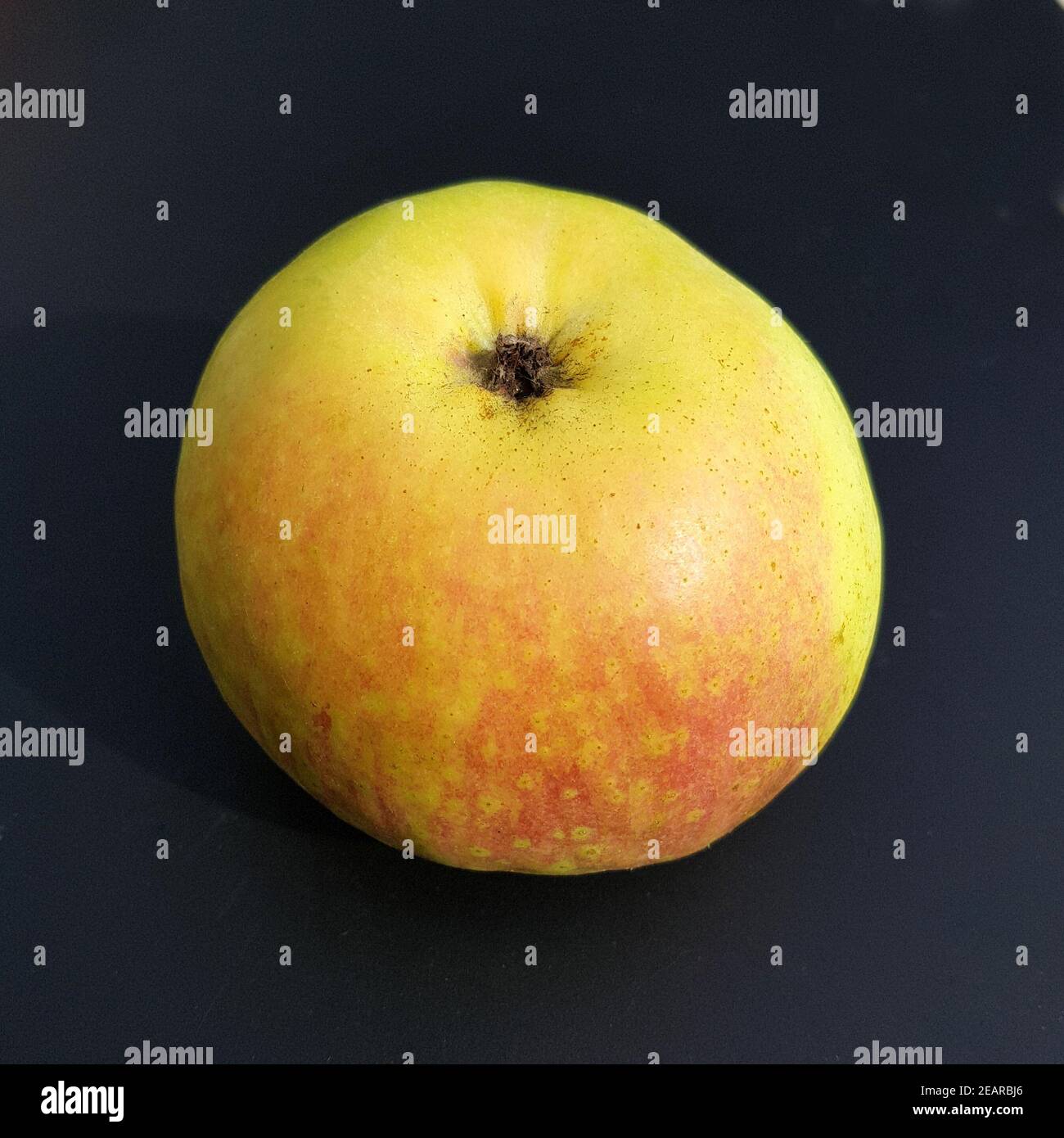 Ontario, Alte Apfelsorten, Apfel, Malus, domestica Stock Photo - Alamy