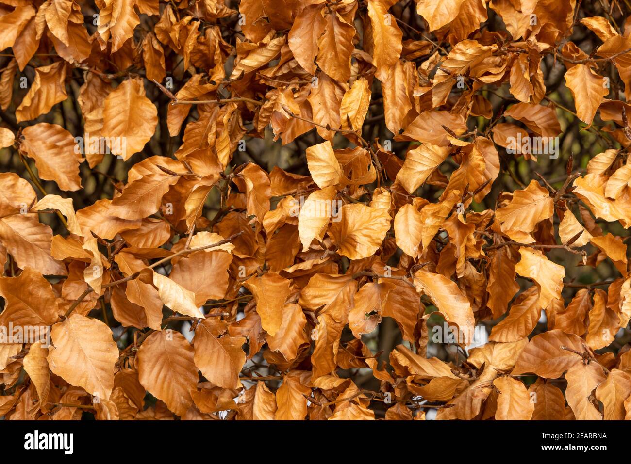 Beech hedge uk hi-res stock photography and images - Alamy