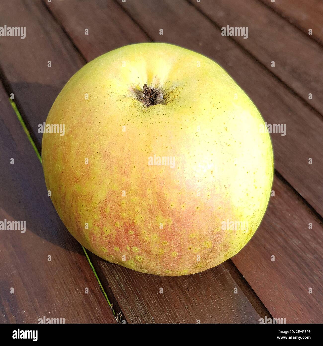 Ontario, Alte Apfelsorten, Apfel, Malus, domestica Stock Photo - Alamy