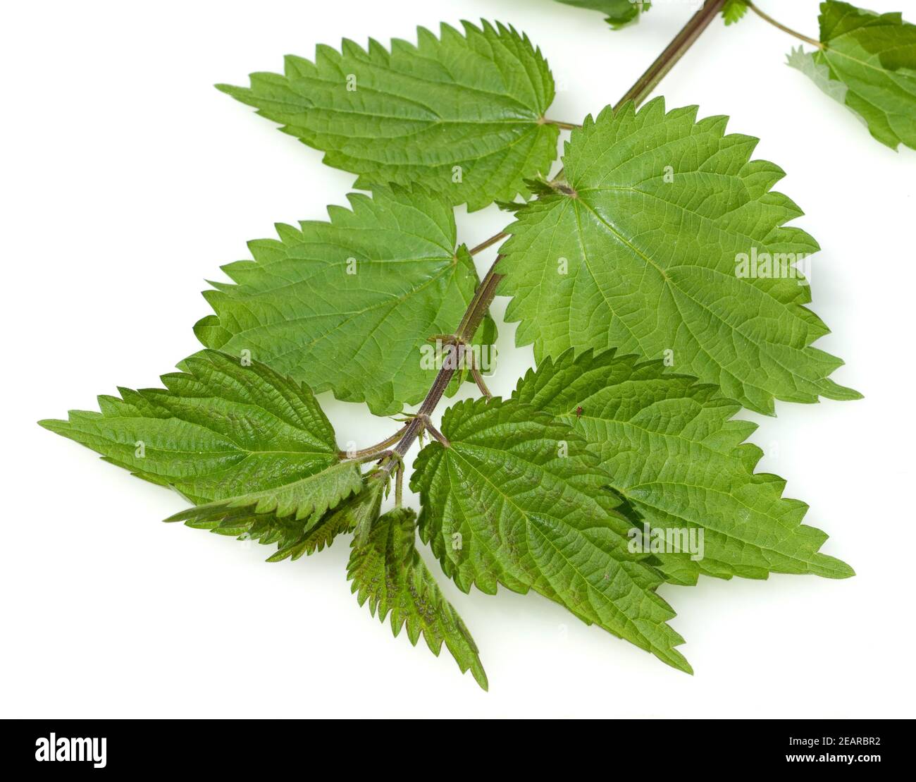 Grosse Brennnessel, Urtica Dioica Stock Photo - Alamy