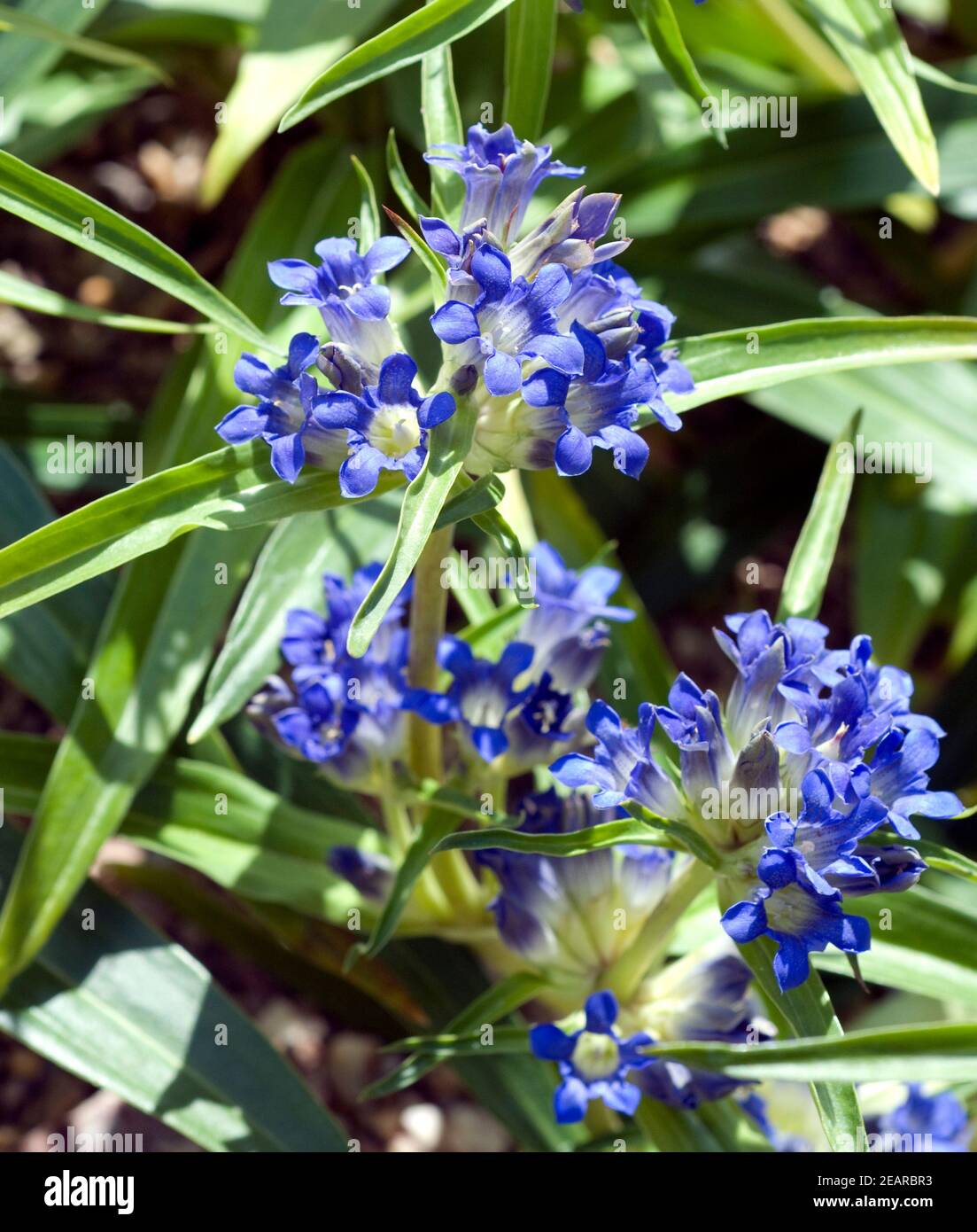 Enzian hi-res stock photography and images - Alamy