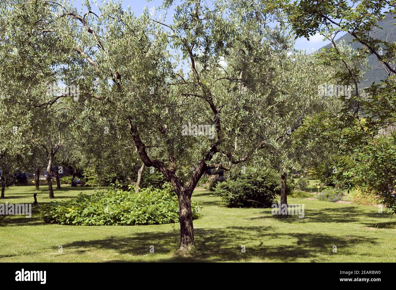 Olivenbaum olea europaea olive tree plant plants hi-res stock ...