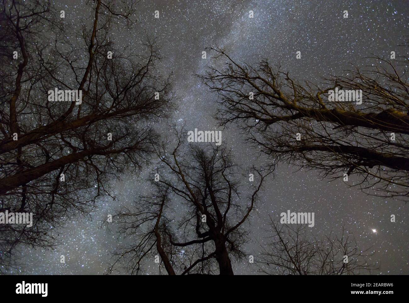 Low angle shot of trees under a starry night sky Stock Photo - Alamy