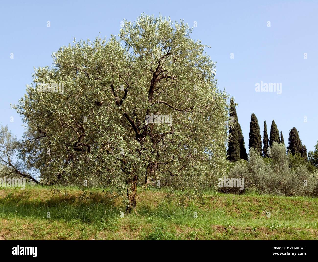 A lbaeume hi-res stock photography and images - Alamy