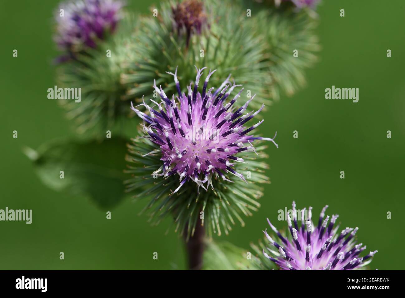 Klette hi-res stock photography and images - Alamy