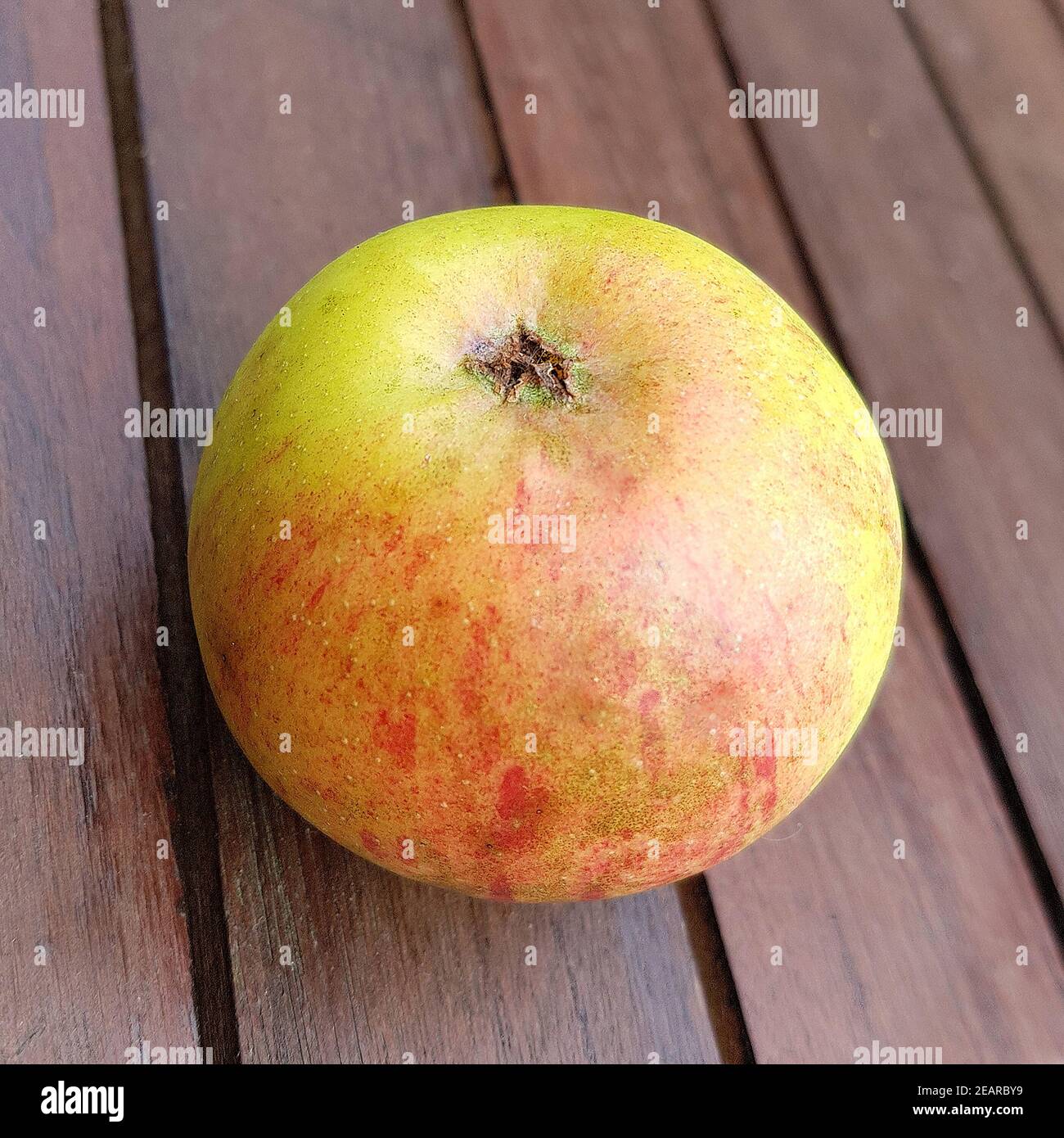 Ontario, Alte Apfelsorten, Apfel, Malus, domestica Stock Photo - Alamy