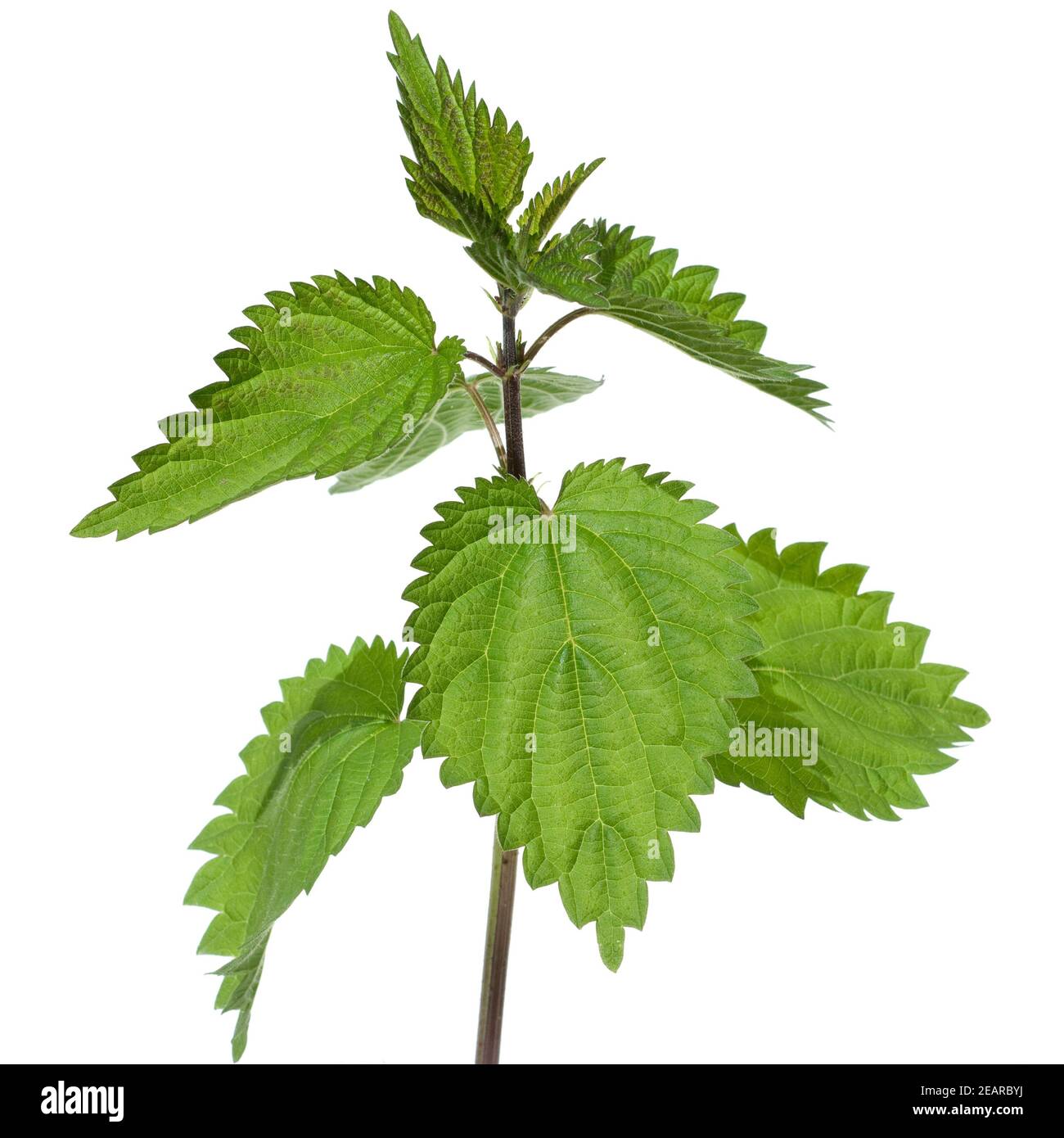 Grosse Brennnessel, Urtica Dioica, Heilpflanzen Stock Photo - Alamy
