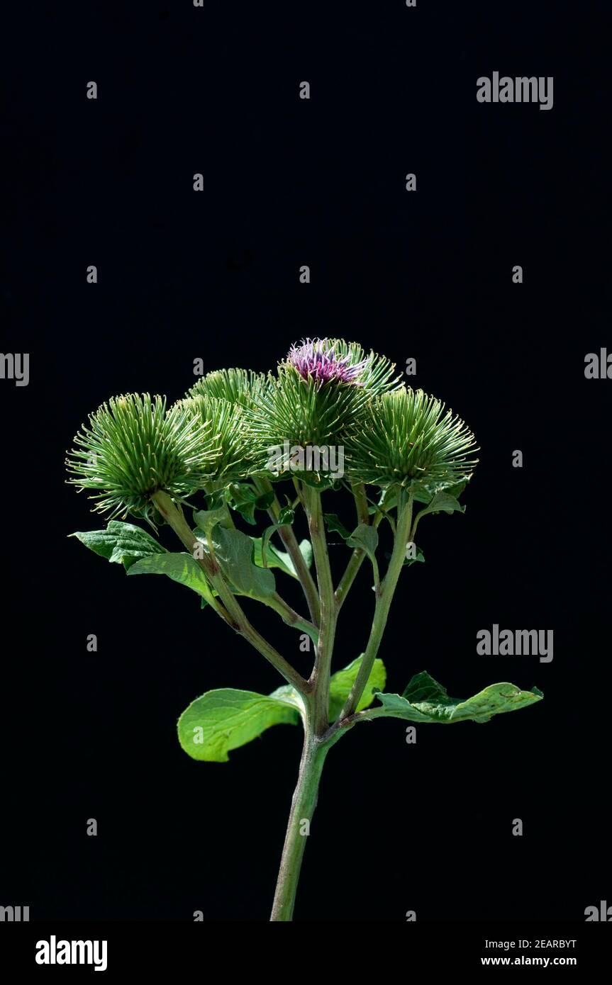 Groe klette hi-res stock photography and images - Alamy