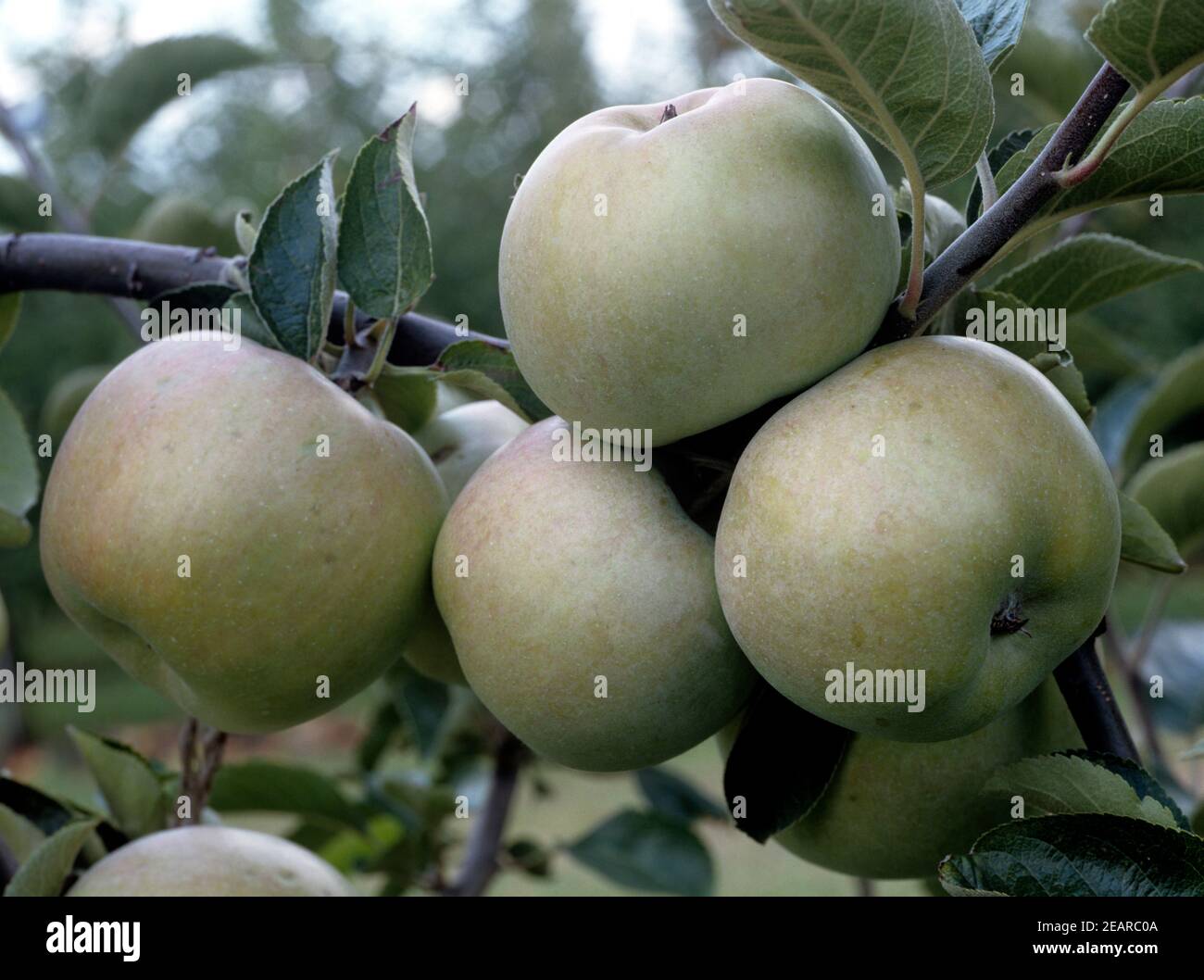 Ontario apples hi-res stock photography and images - Alamy