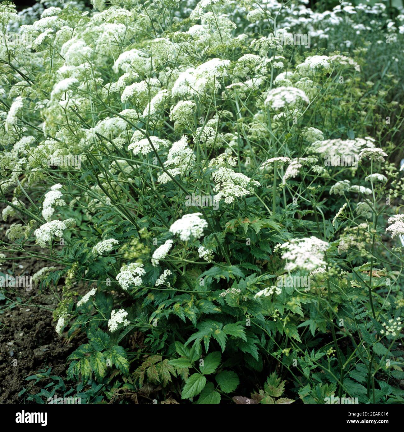 Grosse Bibernelle Pimpinella major Stock Photo - Alamy
