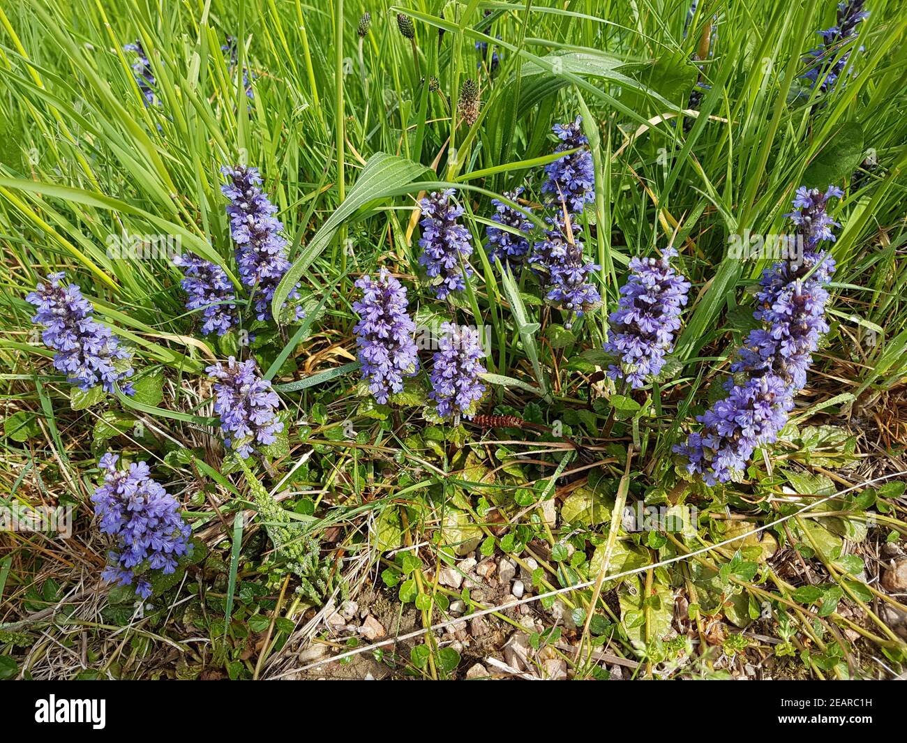 Ajuga reptans bugle medicinal plant hi-res stock photography and images ...