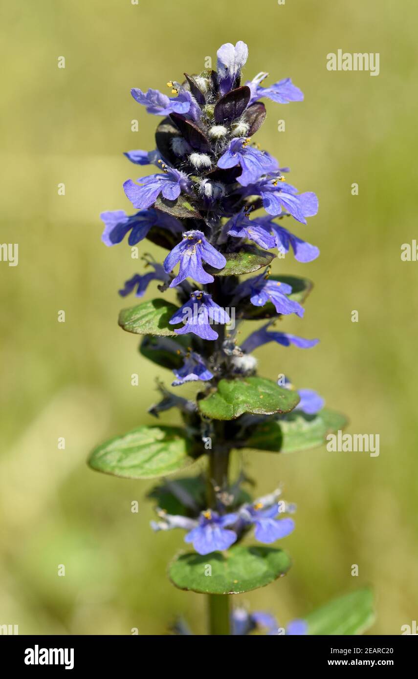 Ajuga reptans bugle medicinal plant hi-res stock photography and images ...
