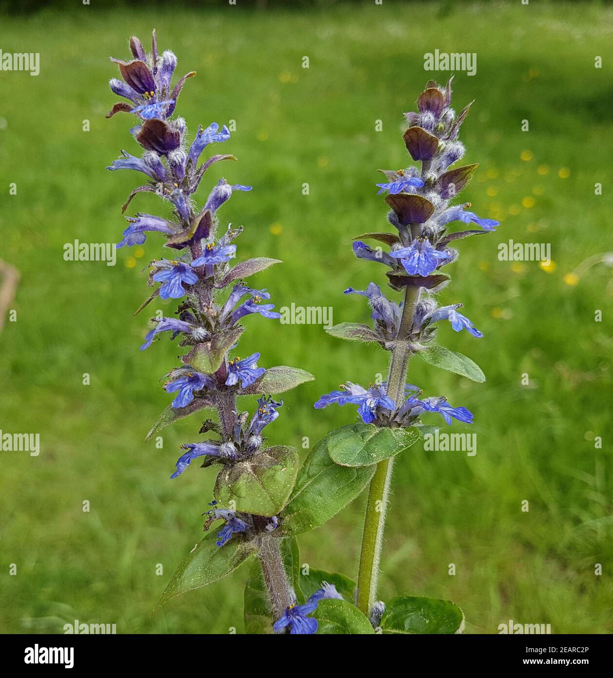 Ajuga reptans bugle medicinal plant hi-res stock photography and images ...