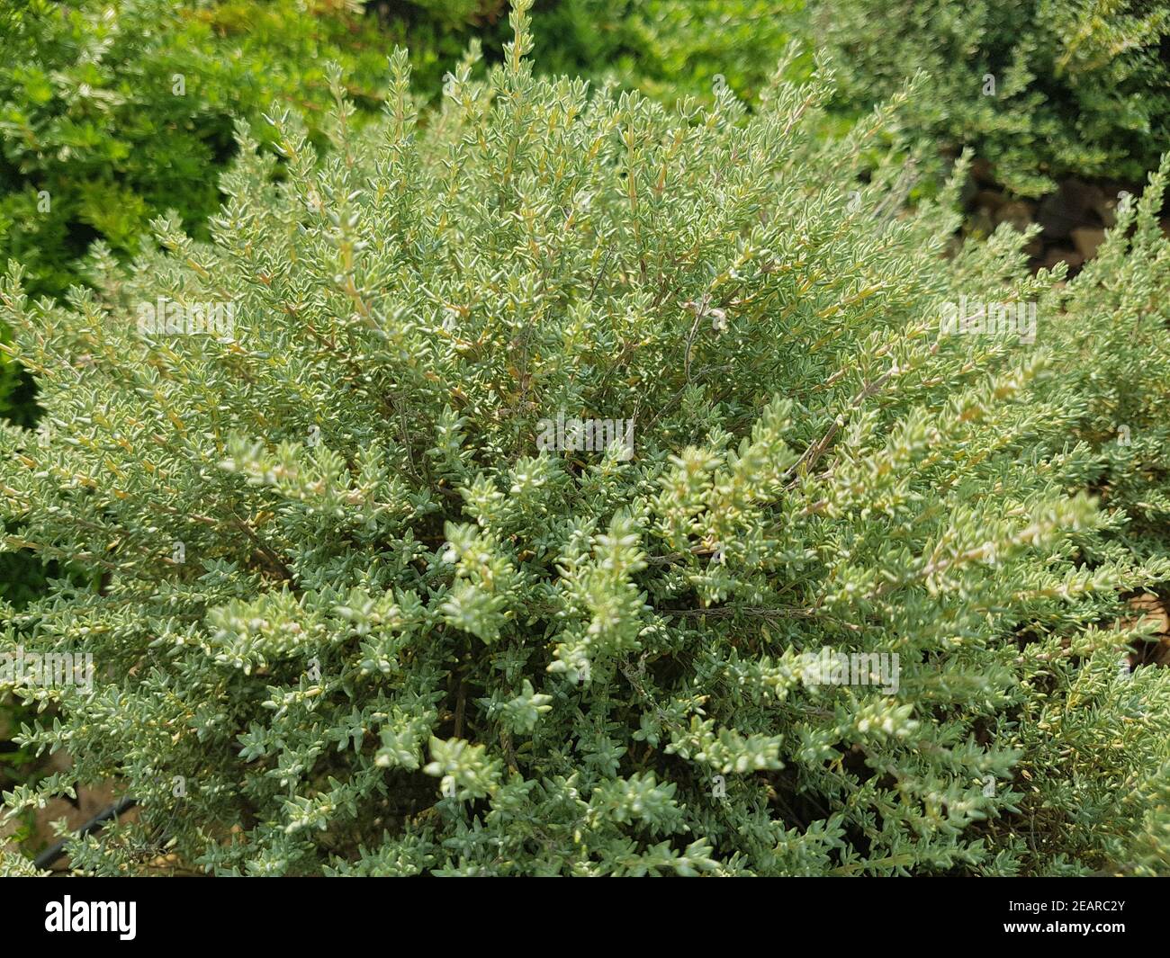 Orangen Teppichthymian, Thymus, Kraeuter, Heilpflanze Stock Photo - Alamy