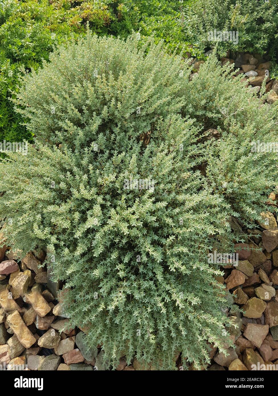 Orangen Teppichthymian, Thymus, Kraeuter, Heilpflanze Stock Photo - Alamy