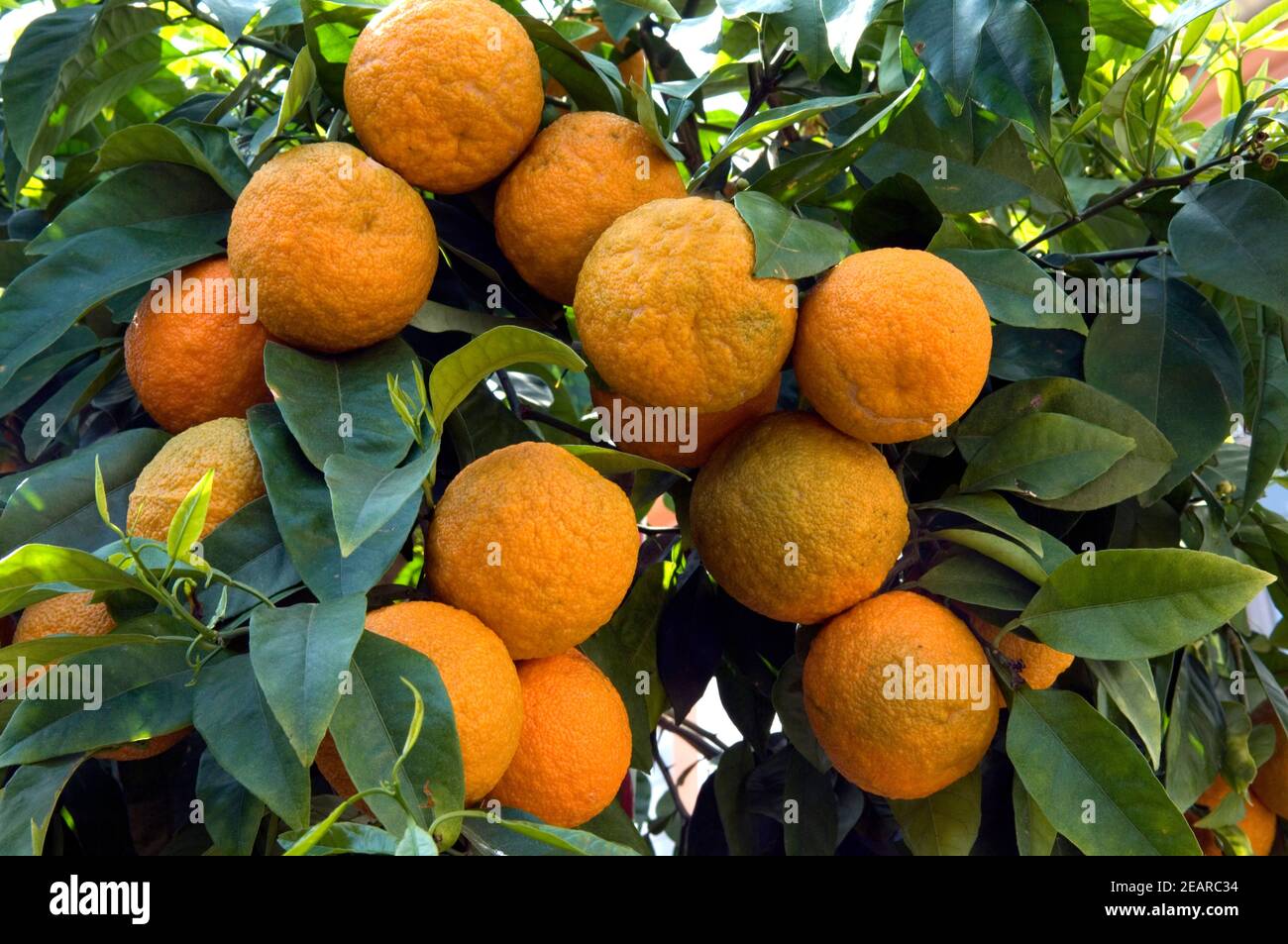 Orangenbaum hi-res stock photography and images - Alamy