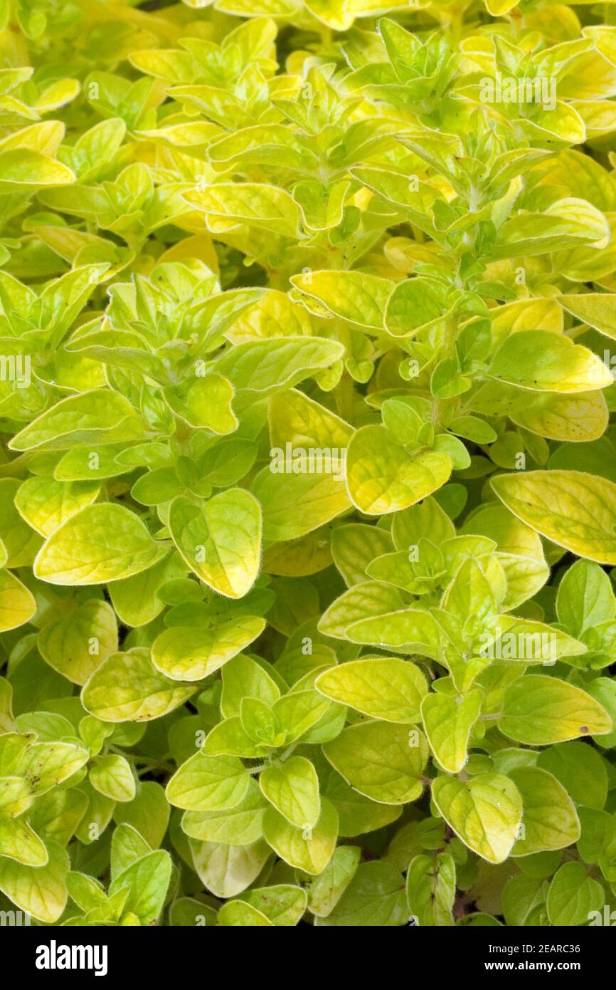 Goldmajoran, Origanum, vulgare, Thumbles, Variety Stock Photo - Alamy