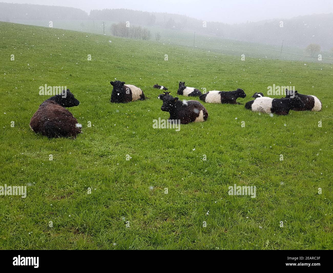 Belted galloway female hi-res stock photography and images - Alamy