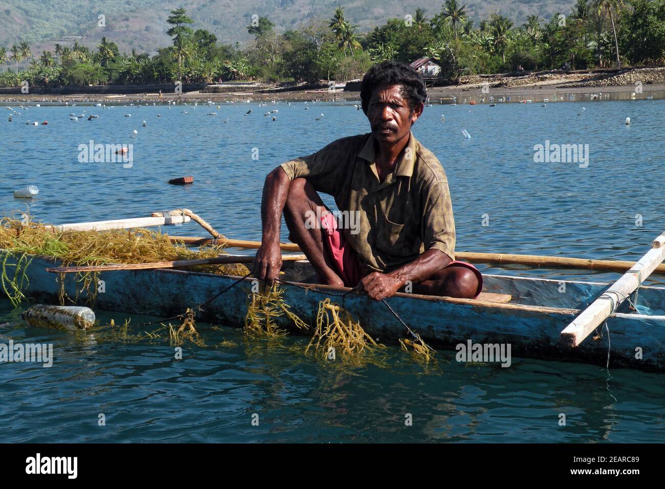 Cultivation and harvest of agar agar algae, Island Alor, Indonesia ...