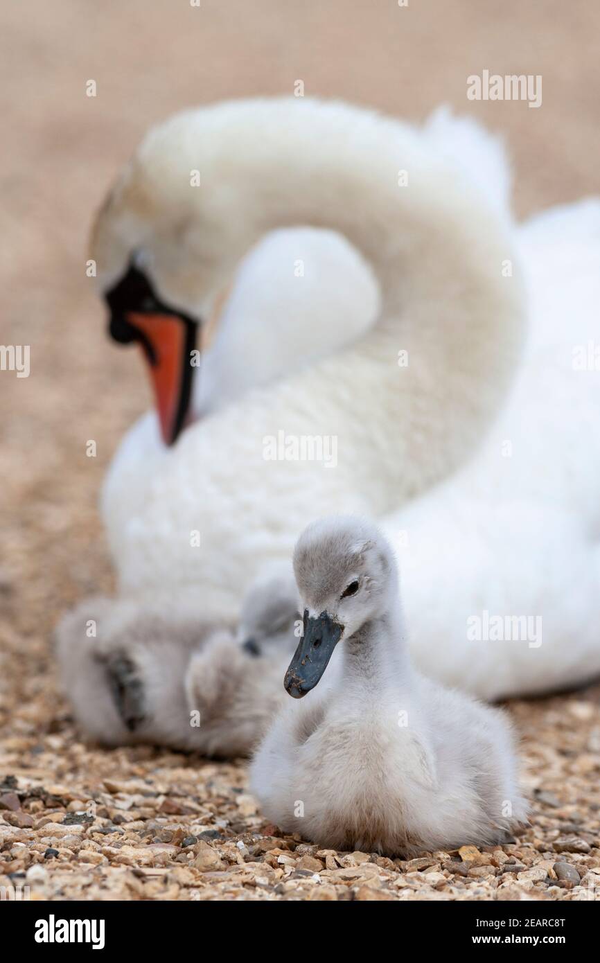 Cygnet hi-res stock photography and images - Alamy