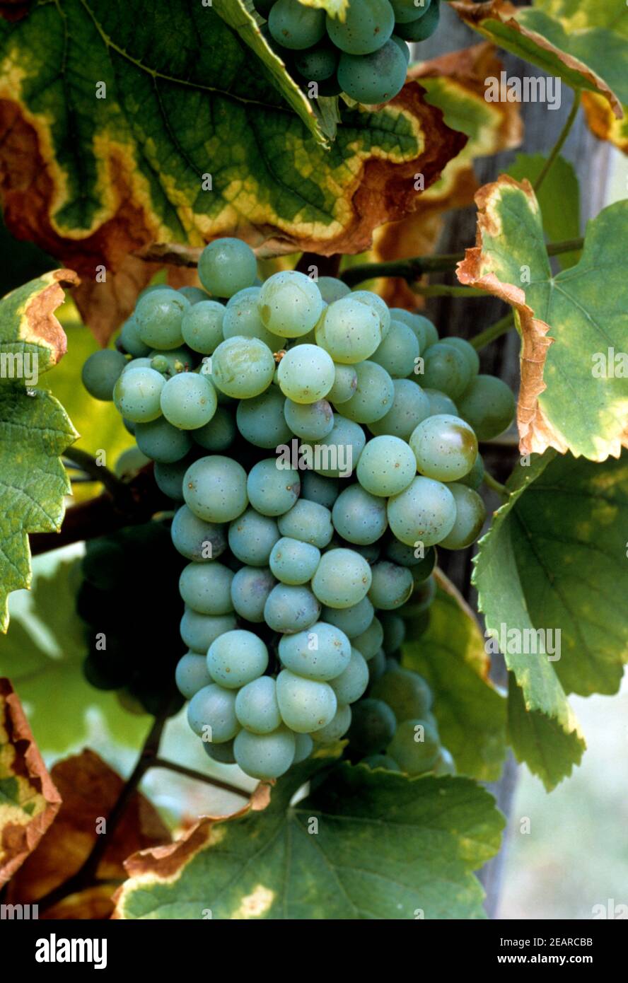 Gruener silvaner hi-res stock photography and images - Alamy
