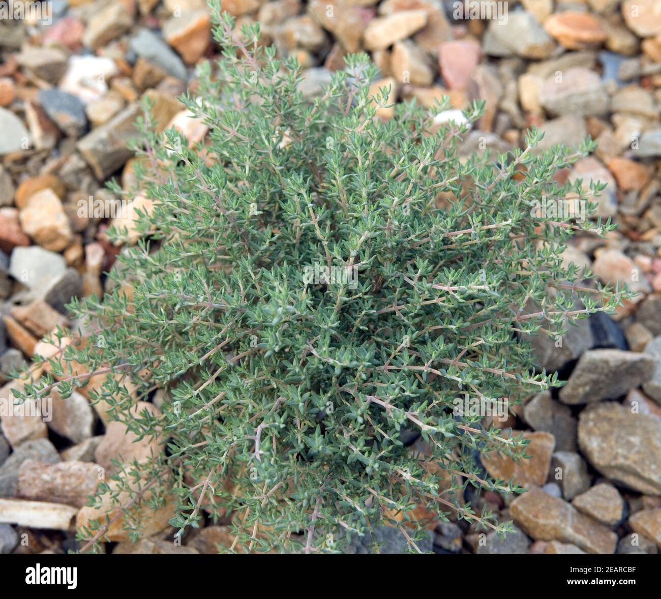 Orangenthymian; Thymus fragrantissimus Stock Photo - Alamy