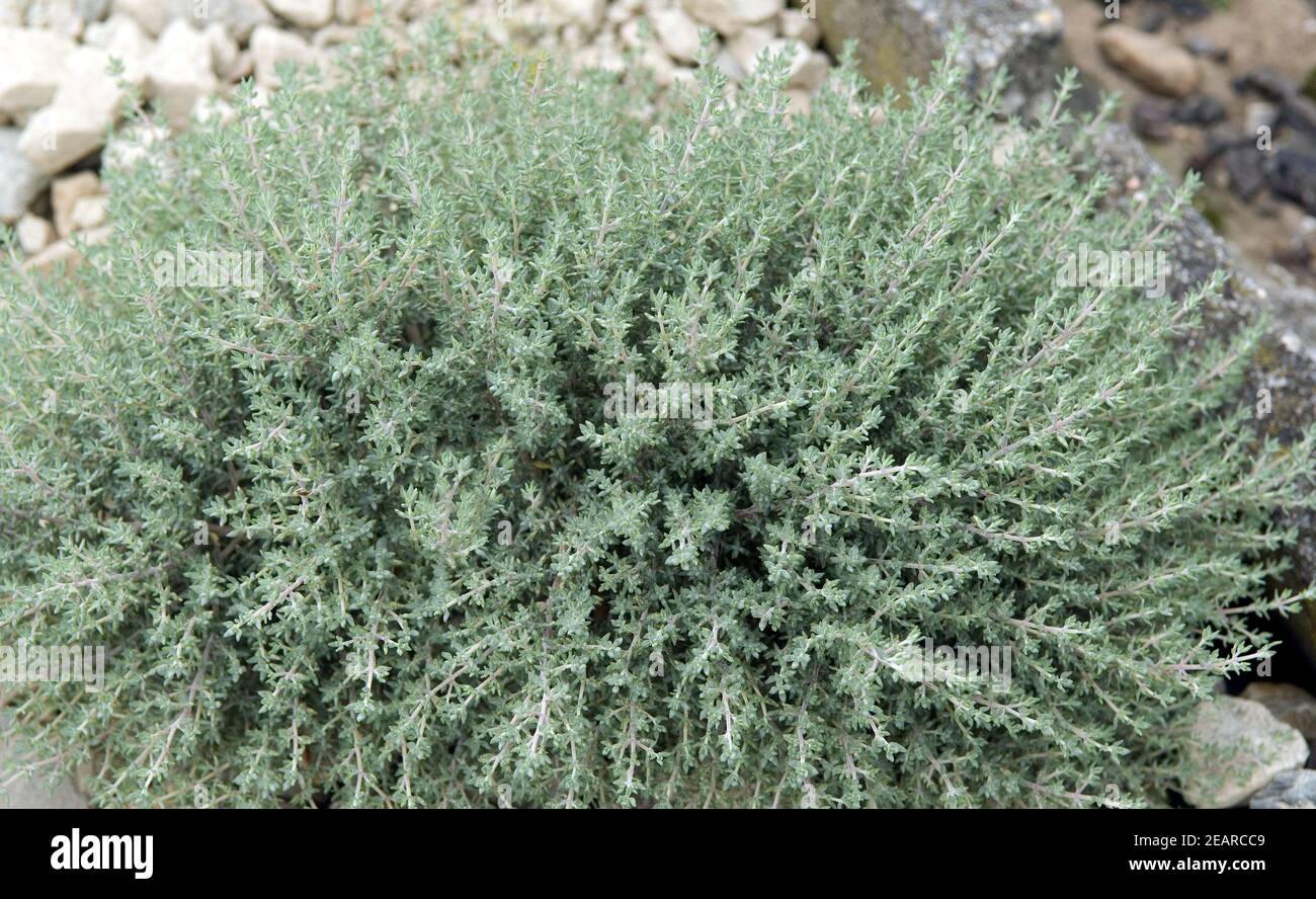 Arznei thymian hi-res stock photography and images - Alamy