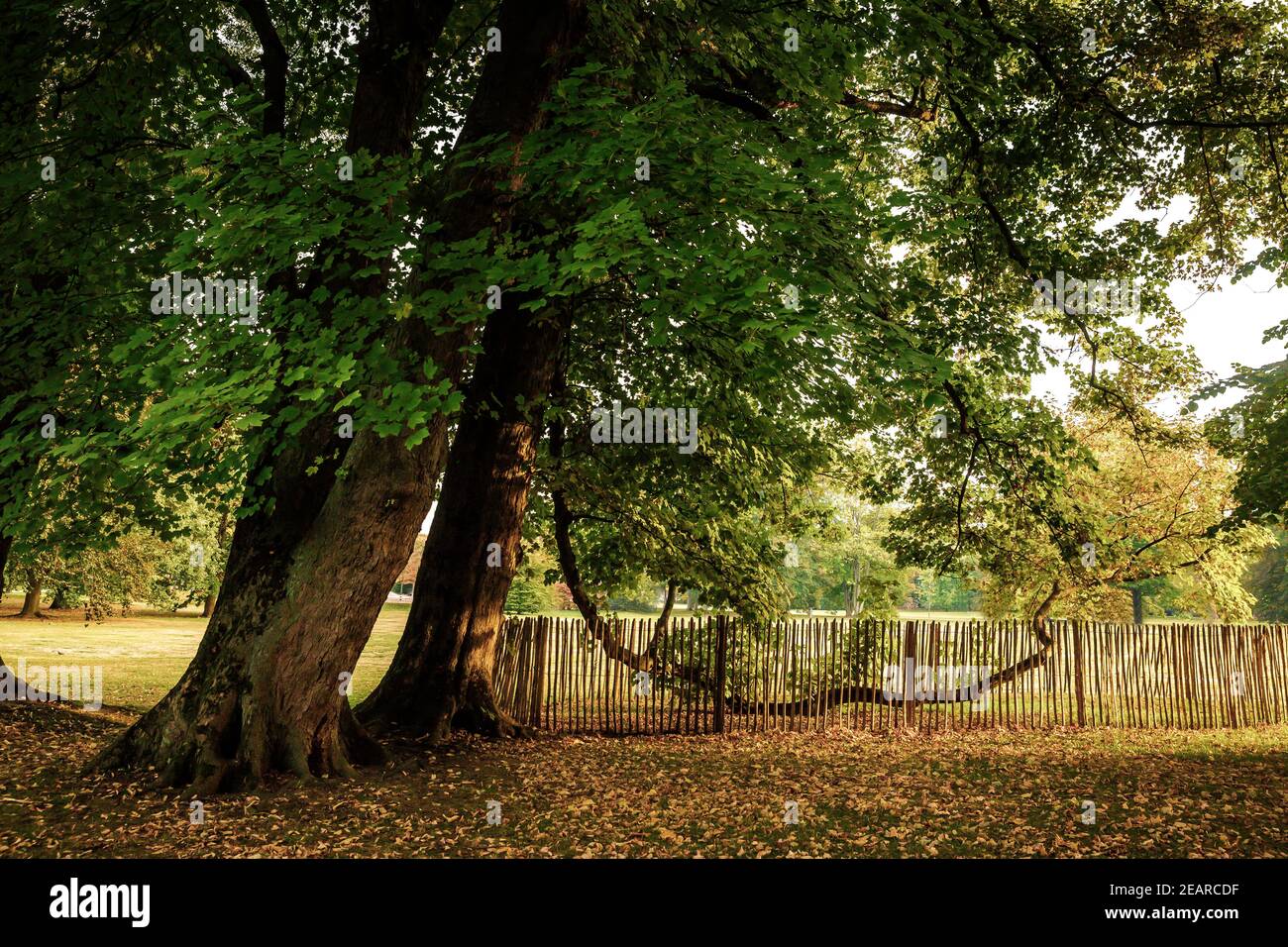 Trees with wooden fence Stock Photo - Alamy