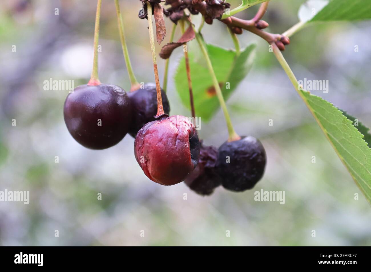 Overripe and rotting cherries hanging on a branch Stock Photo - Alamy