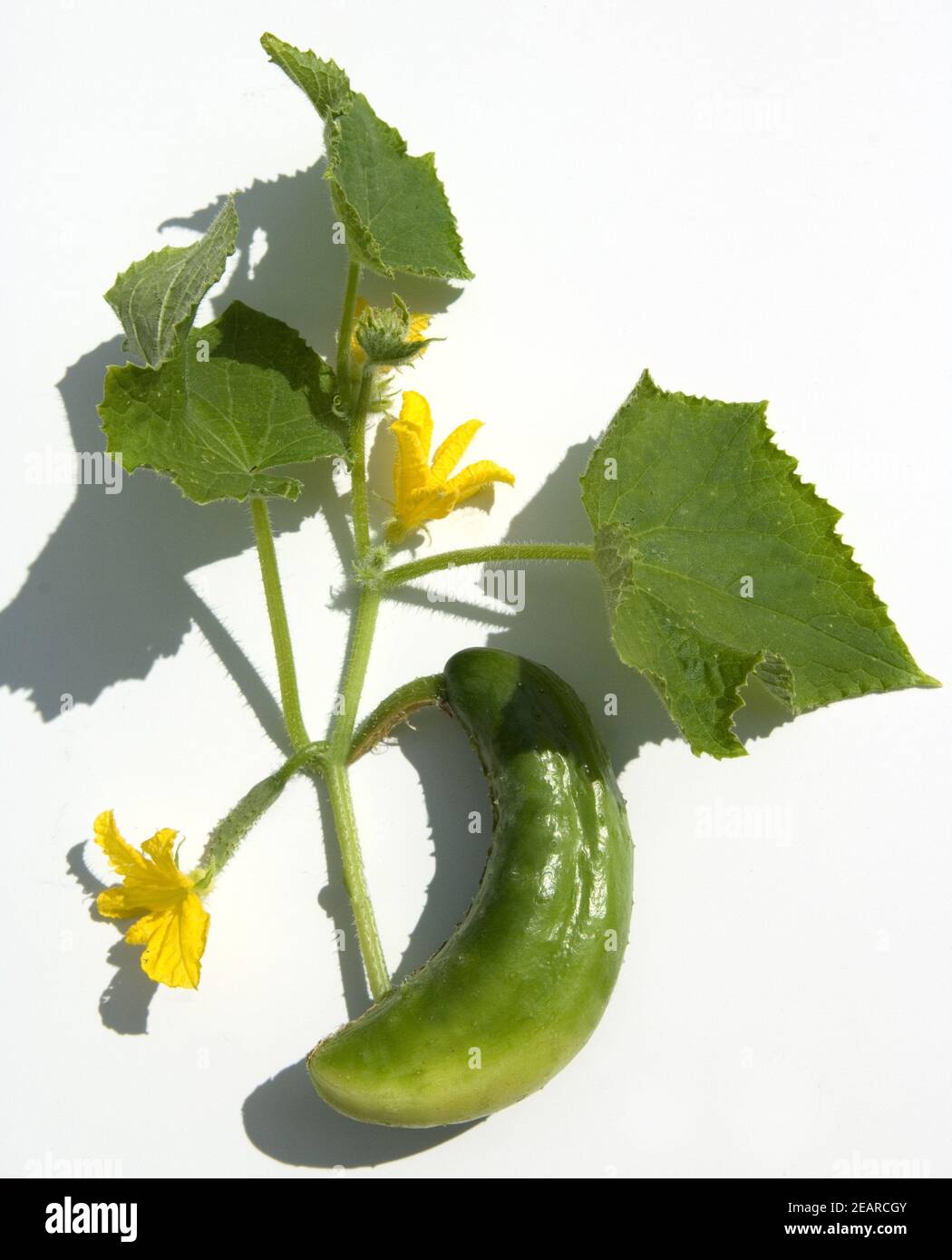 Gurken, Cumumis sativus Stock Photo - Alamy