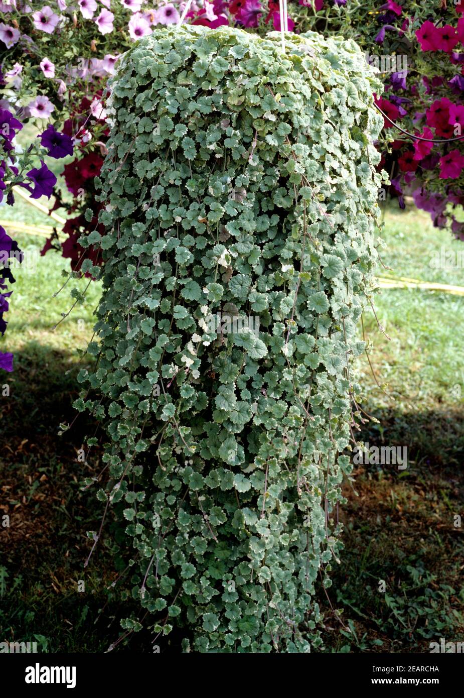 Gundermann, Glechoma hederacea Stock Photo - Alamy