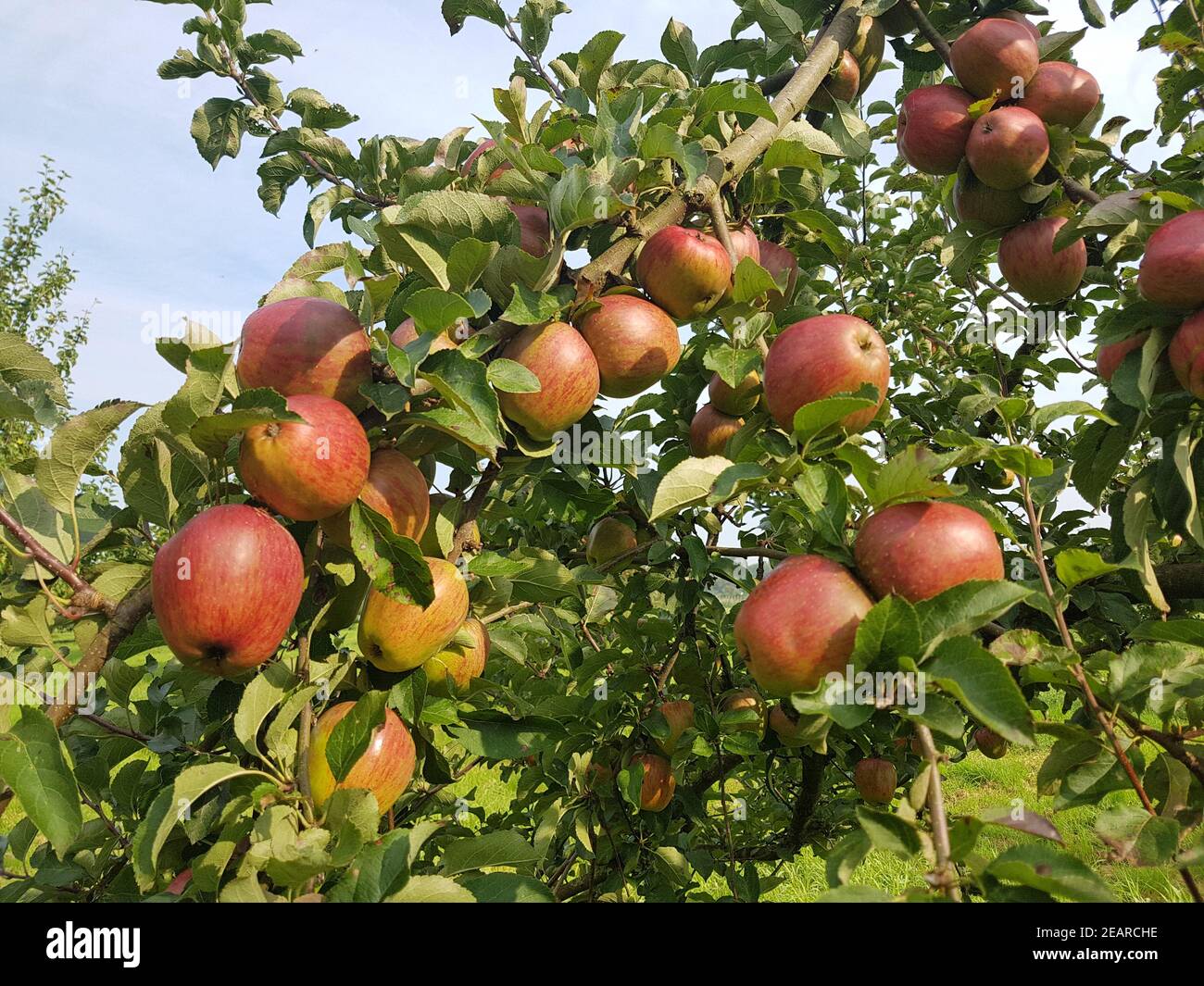Otterndorfer Prinz, Hadelner Prinz, Alte Apfelsorten Stock Photo - Alamy