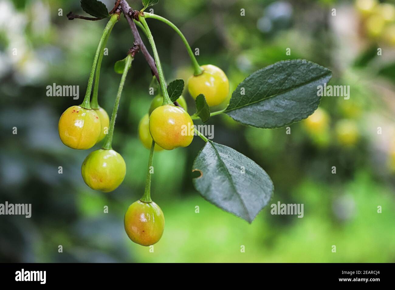 Dwarf sour cherry tree hi-res stock photography and images - Alamy
