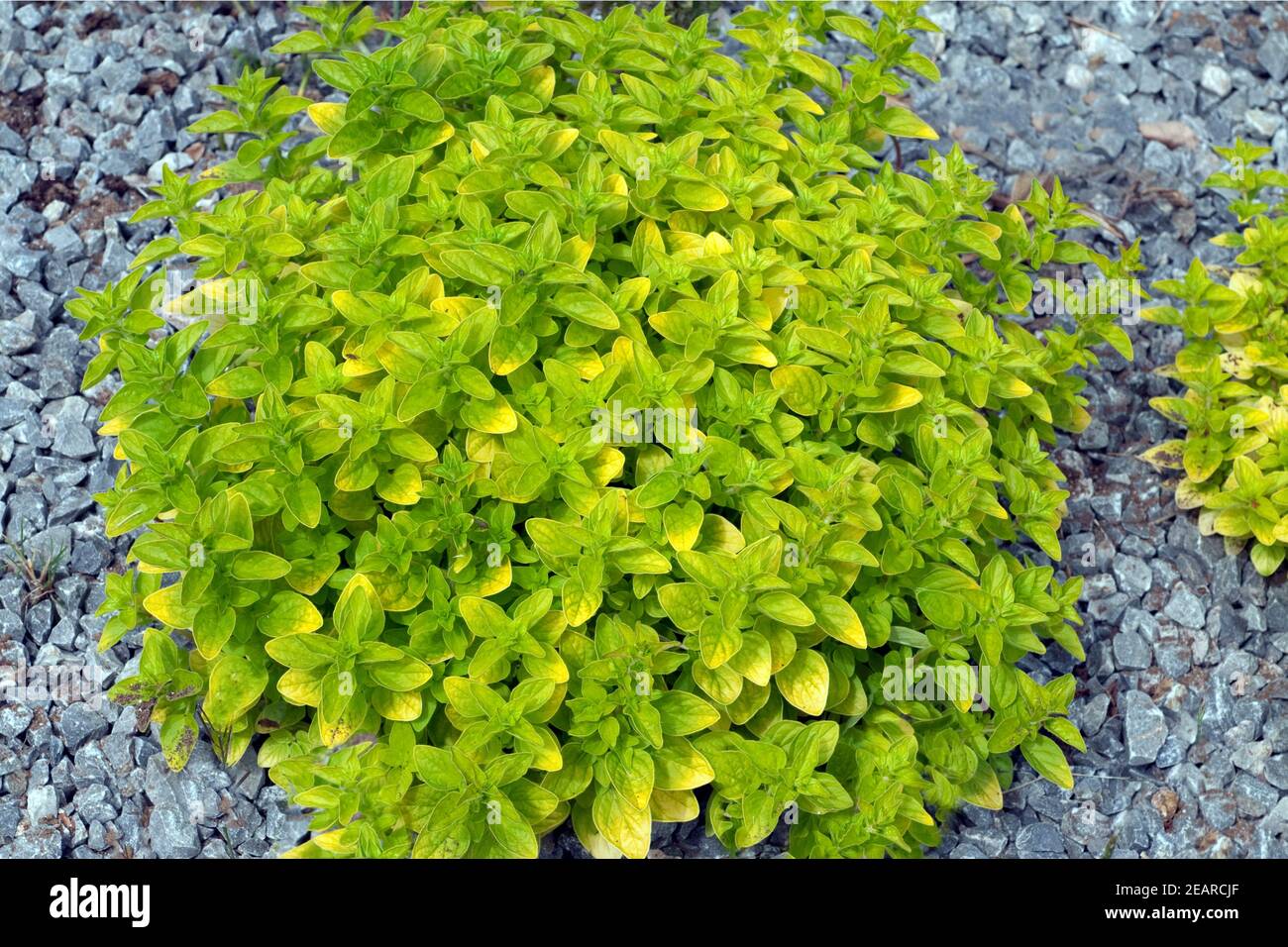 Goldmajoran, Origanum, vulgare, Thumbles, Variety Stock Photo - Alamy