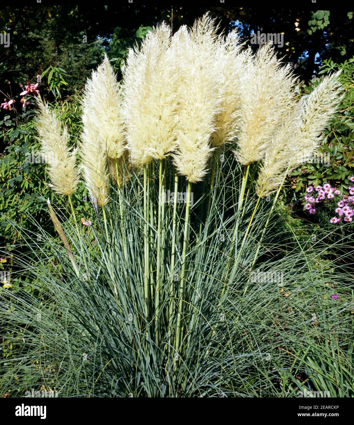 Pampasgras hi-res stock photography and images - Alamy