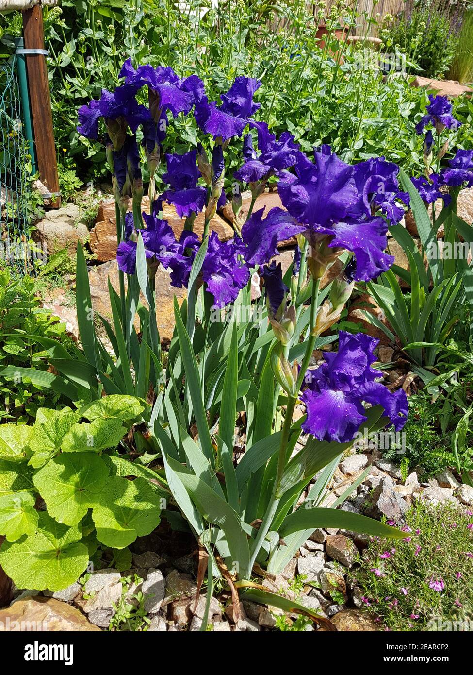 Schwertlilie, Iris Barbata-Elatior, Blue Rhythm, Steingarten Stock Photo - Alamy