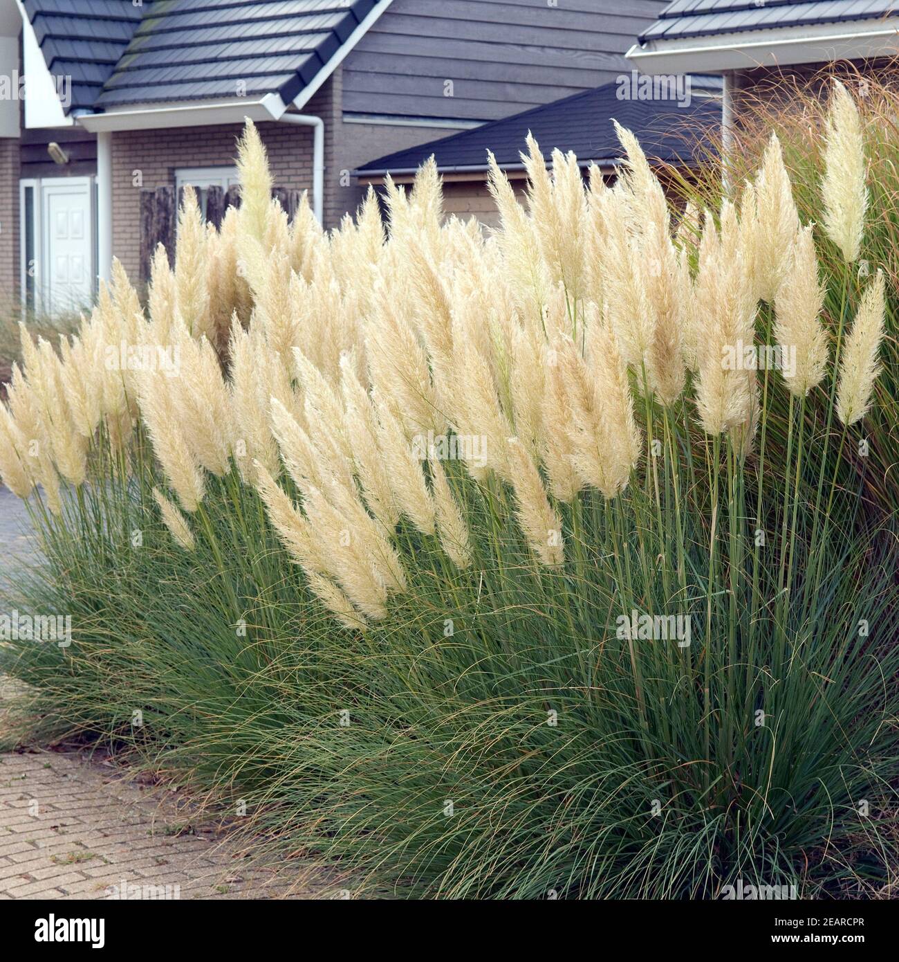 Pampasgras Cortaderia selloana Stock Photo - Alamy