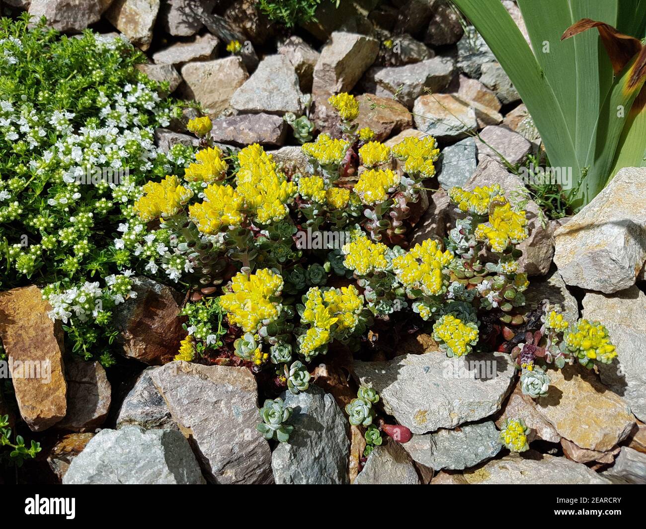 Steingarten Trockenmauer Stock Photo - Alamy
