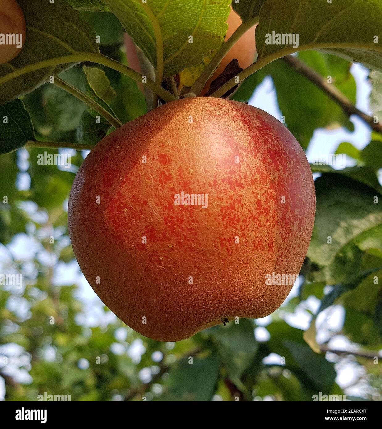 Hadelner Rotfranche, Apfel, Malus, domestica, Alte Apfelsorten Stock ...