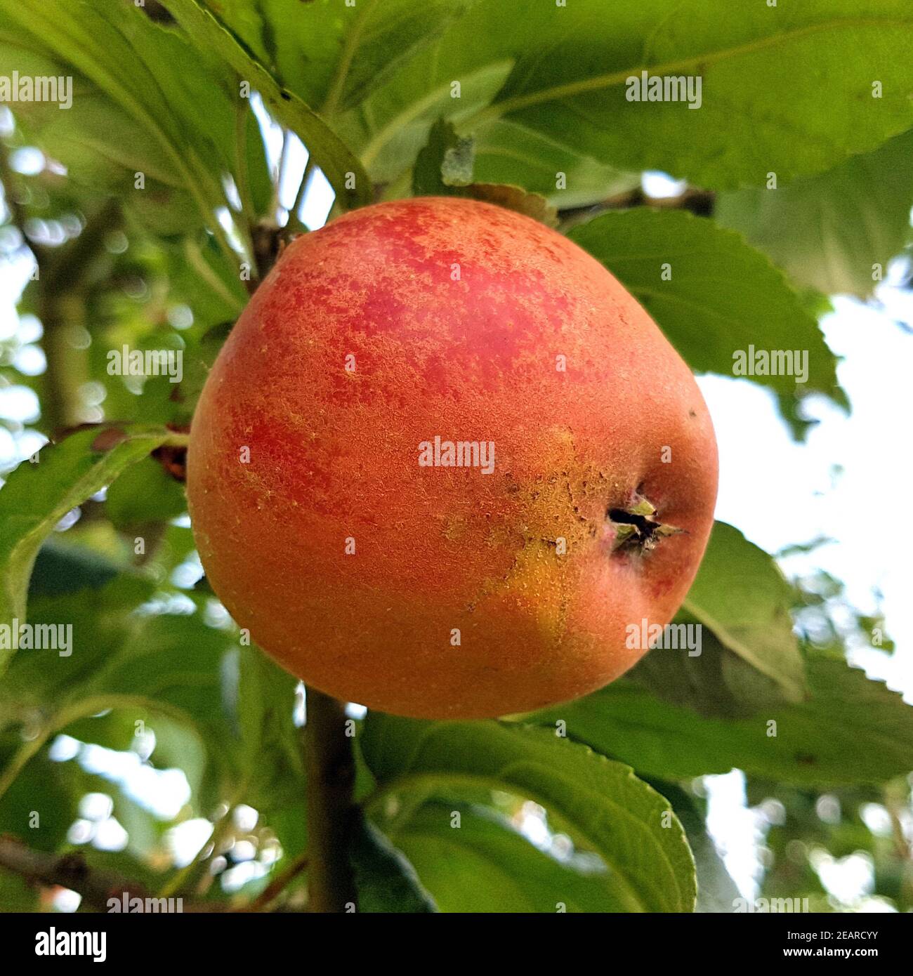 Hadelner rotfranche hi-res stock photography and images - Alamy
