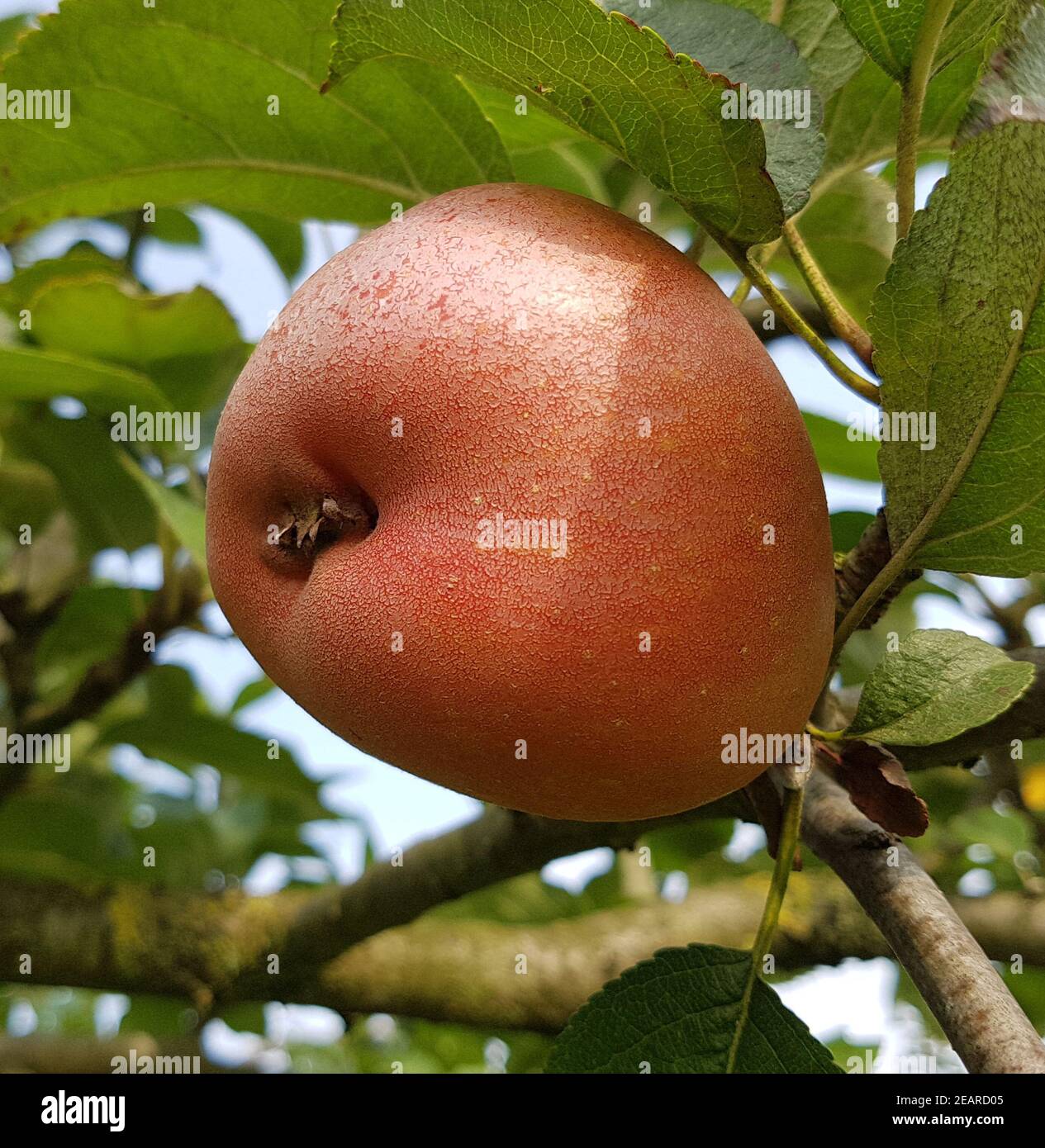 Hadelner Rotfranche, Apfel, Malus, domestica, Alte Apfelsorten Stock ...