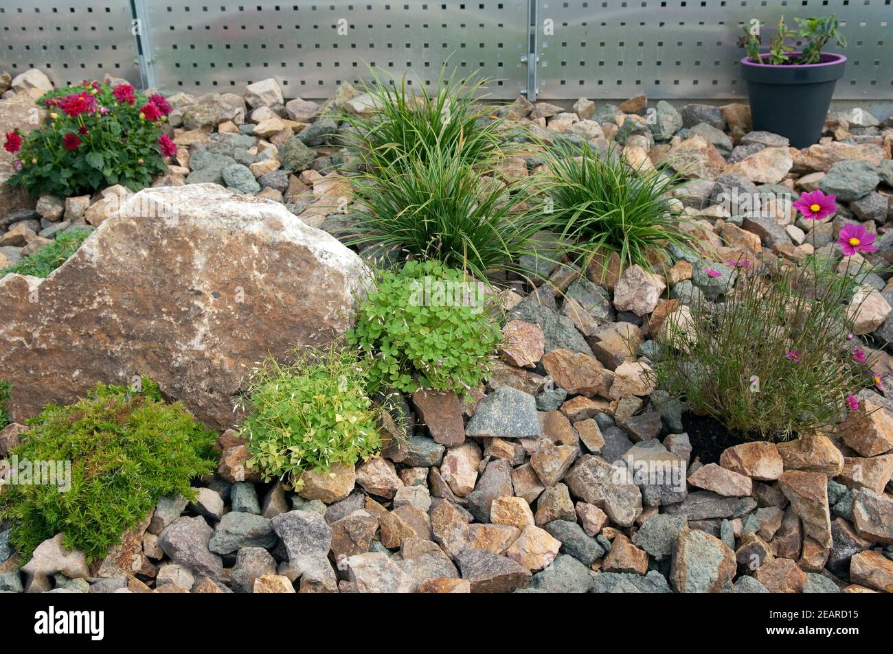 Steingartengewaechse hi-res stock photography and images - Alamy