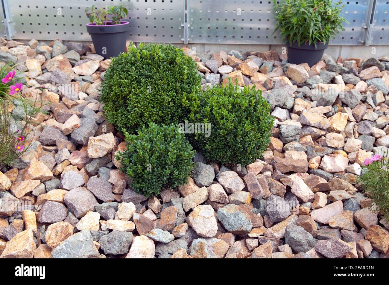 Steingartengewaechse hi-res stock photography and images - Alamy
